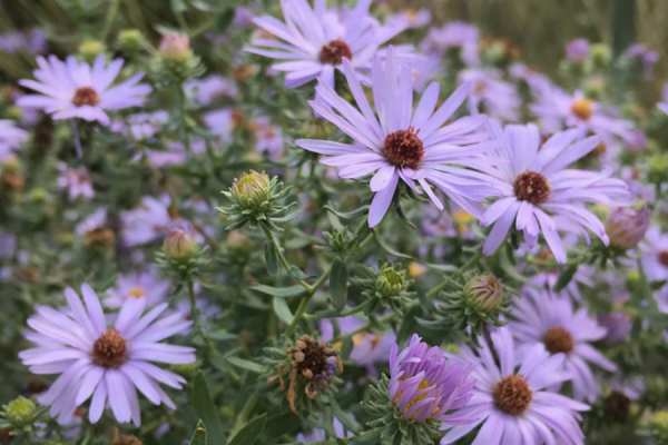 Aromatic Aster | MSD